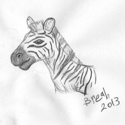 Zebra sketch – Art By Breah