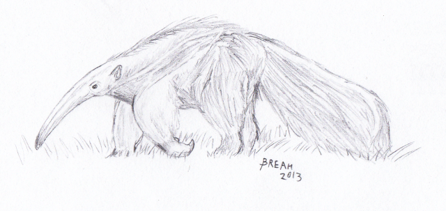How To Draw A Giant Anteater