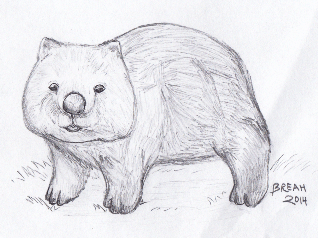 Wombat sketch – Art By Breah