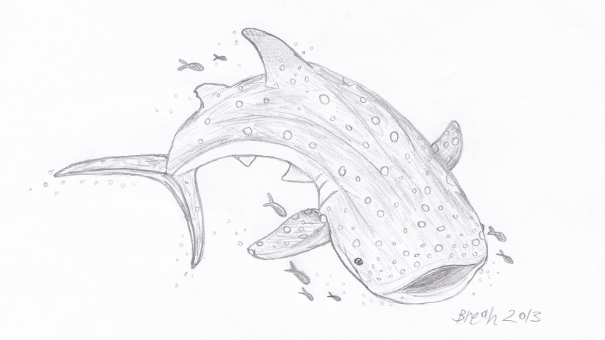 Whale Shark – Largest Fish in the Sea – Art By Breah