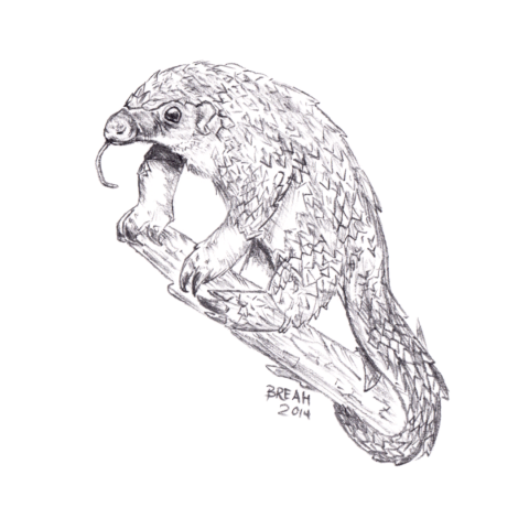 Tree Pangolin Drawing Pangolin Art Projects :: Photos, Videos, Logos,