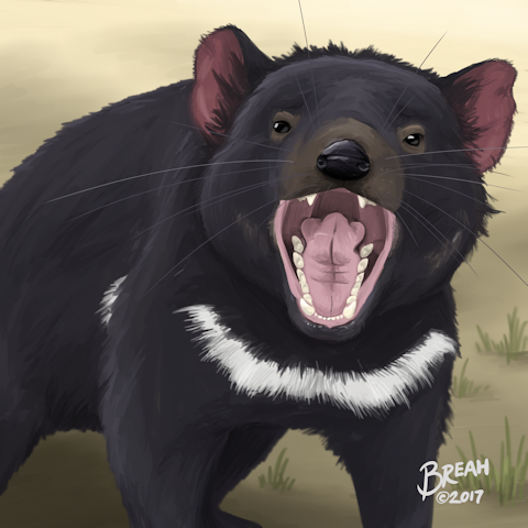 The Devil From Down Under – Art By Breah