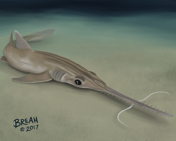 Sharks! – The Longnose Sawshark – Art By Breah
