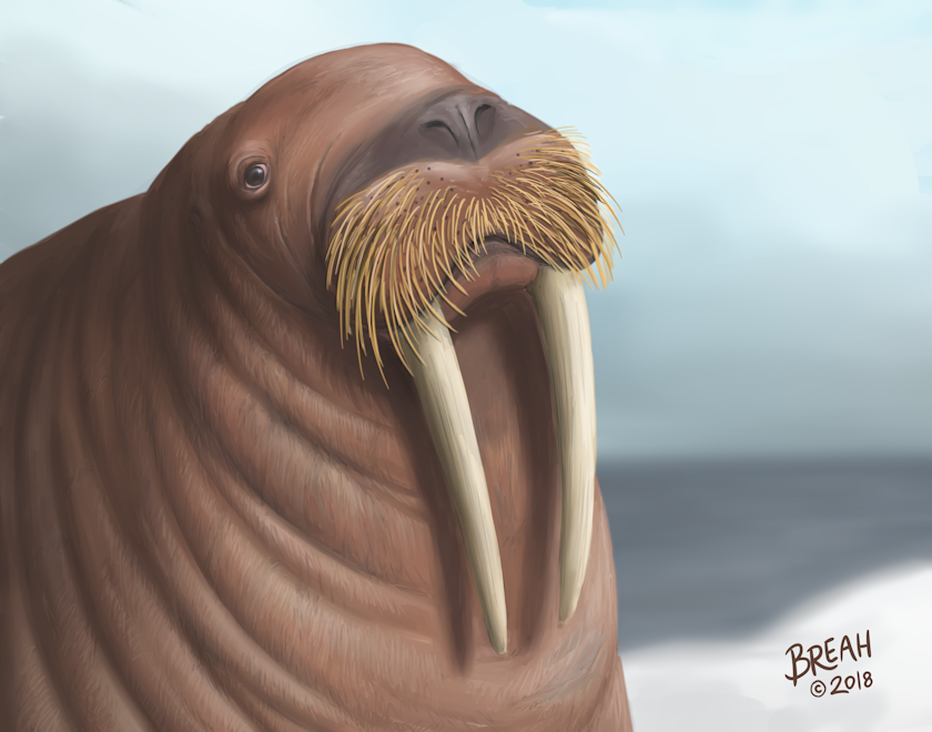 Pacific Walrus – Art By Breah