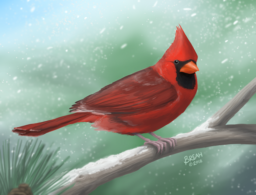 Northern Cardinal – Art By Breah